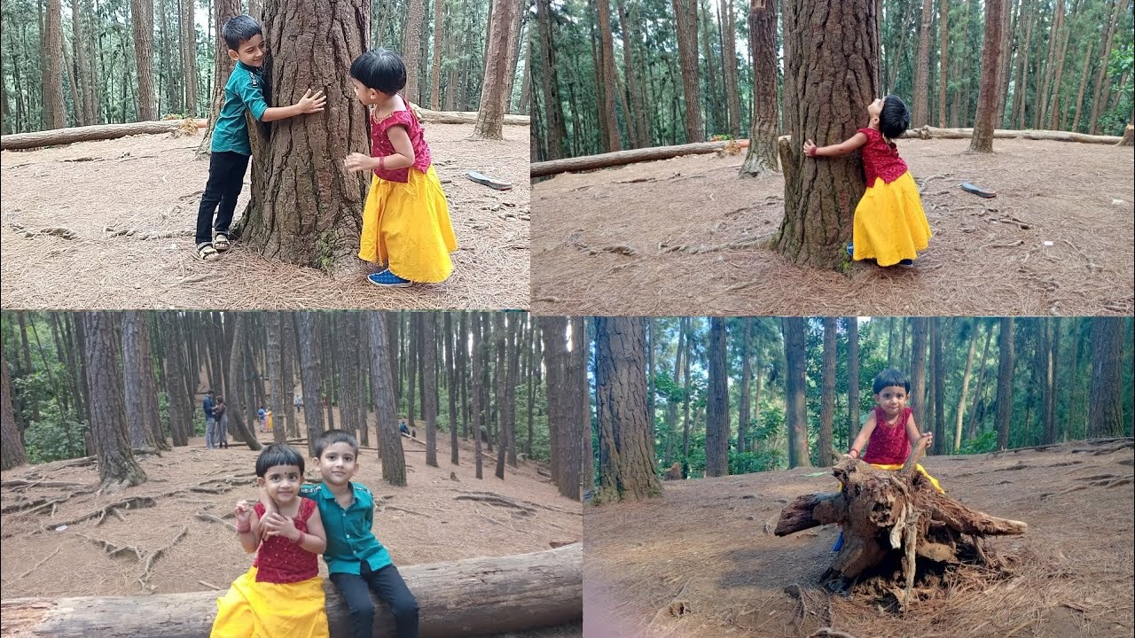 Pine forest vagamon 😀 Pine valley in Kerala..... vagamon traveling vlog ...
