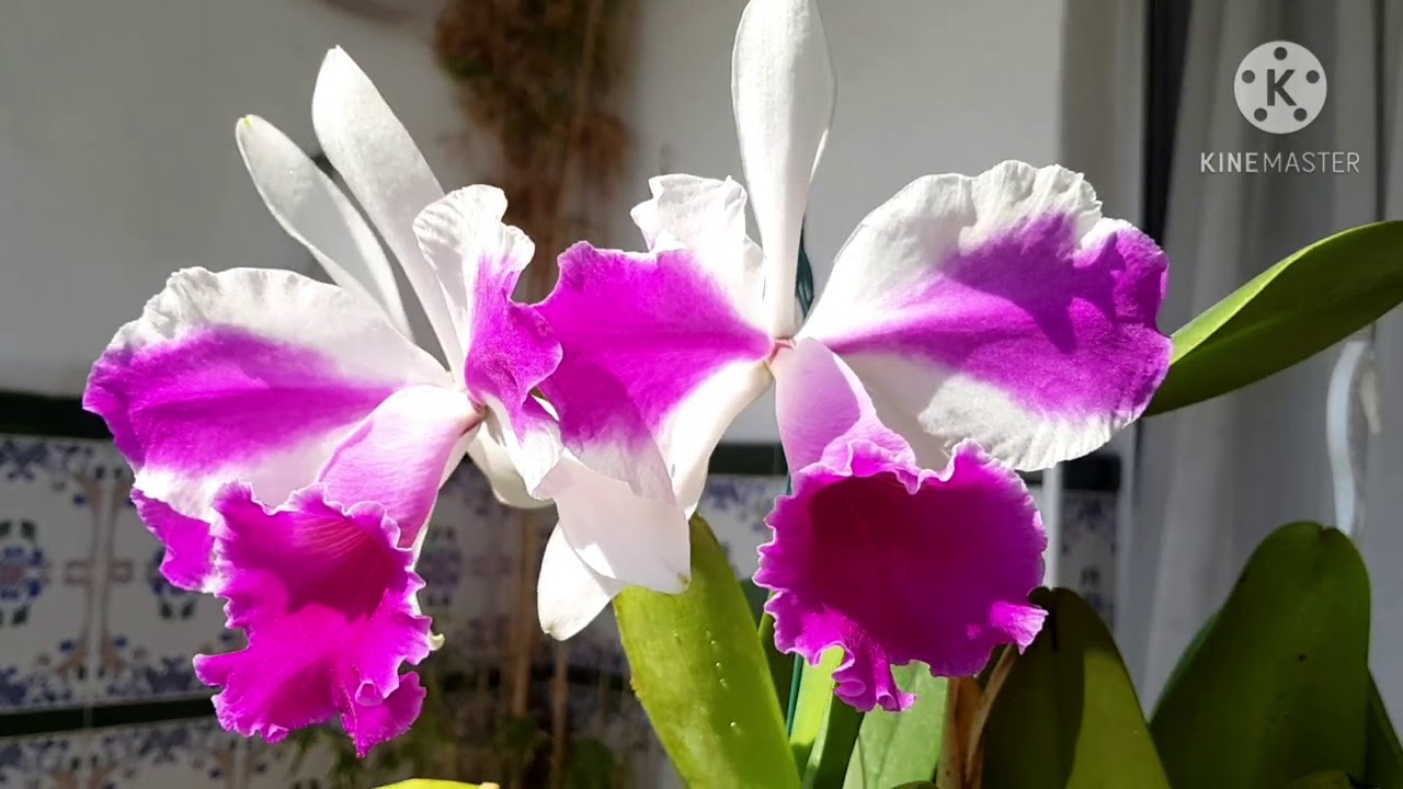 Цветение каттлей Blc. Mirian Suzuki 'Red Giant' и Lc. Remo Prada 'Crown ...