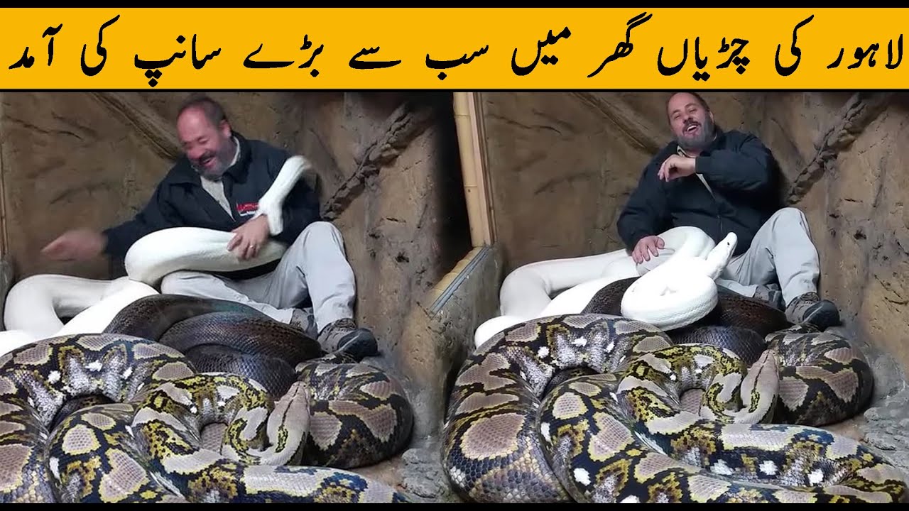 Snake house || Big snakes in snake house || Lahore Zoo - YouTube