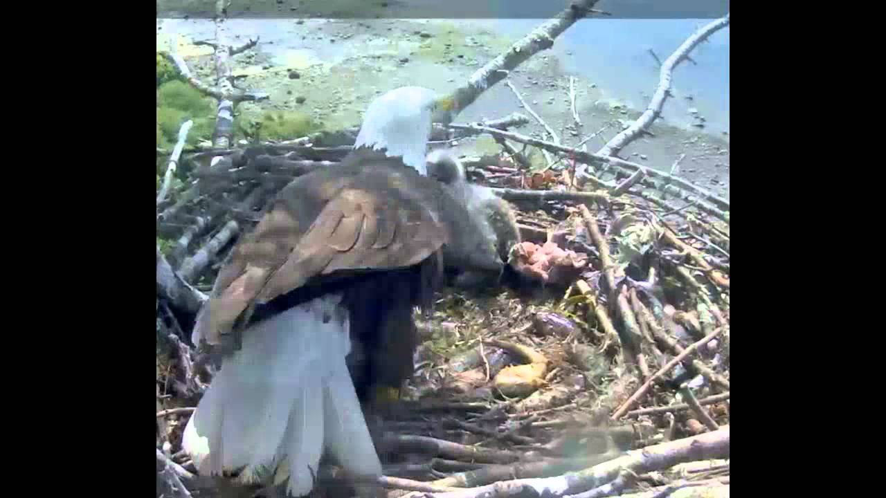 WR ~ 5/14/14 Mom ~ Indy ~ jules & Fish: By MassNoregon - YouTube