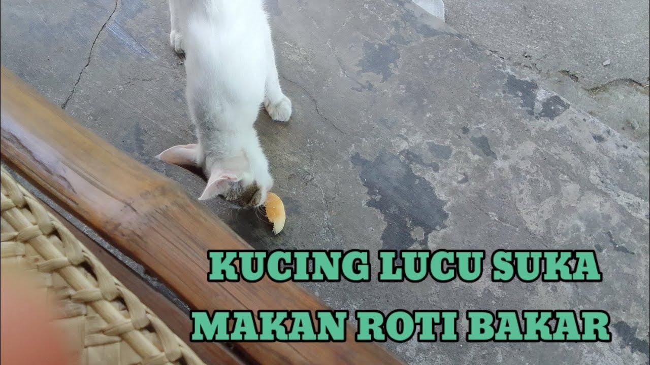 KUCING LUCU SUKA MAKAN ROTI BAKAR - YouTube