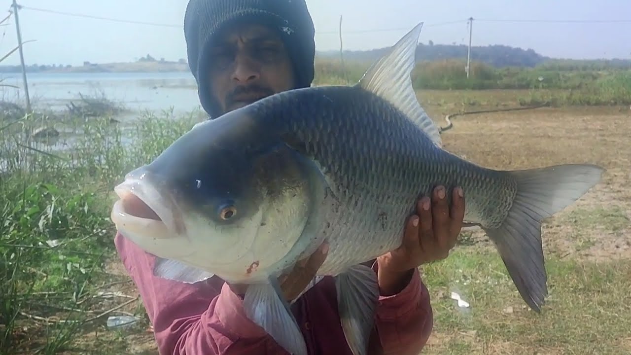 big catla fish from 3hook catching#fishing #uniquefishing - YouTube
