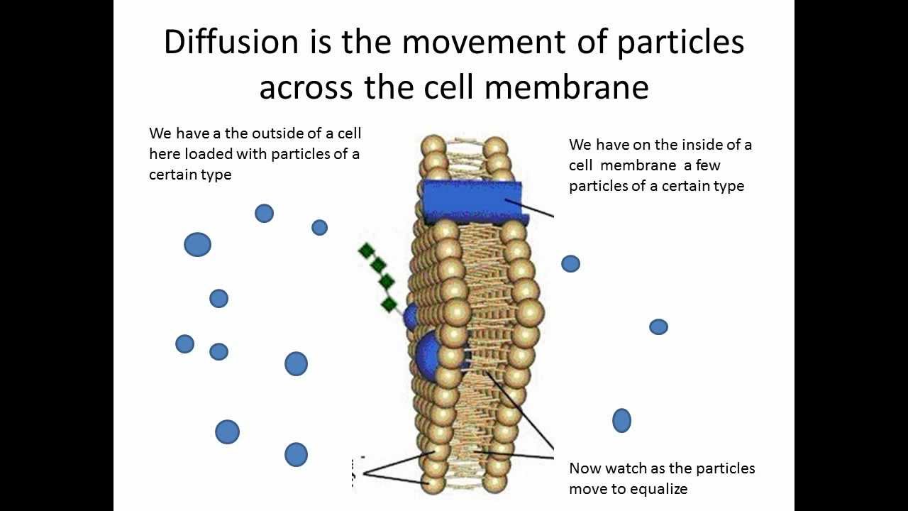 Diffusion.wmv - YouTube