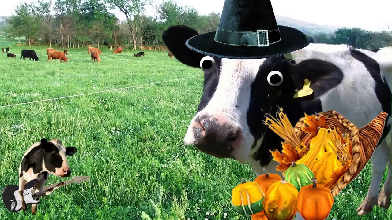 I'm a Cow Song 2017 - YouTube