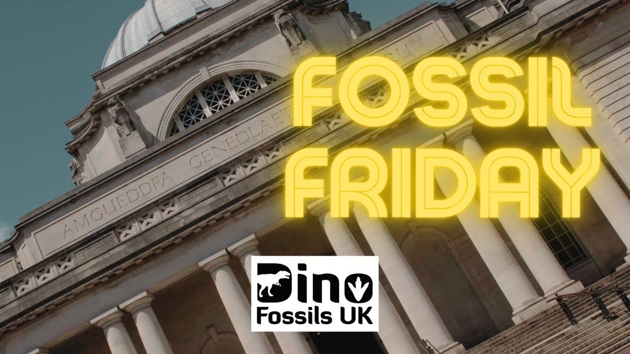 Cardiff Museum! (Fossil Friday Ep 5) - YouTube