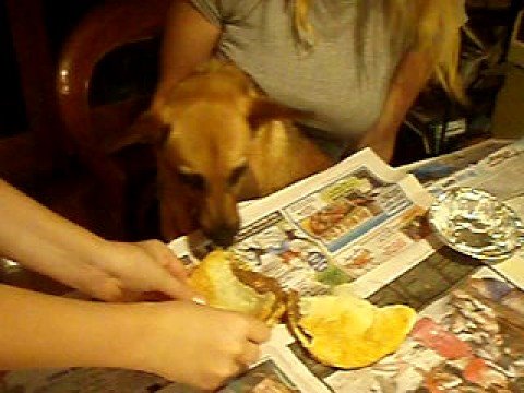 when small dogs eat pies - YouTube