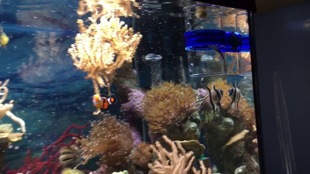 Innovative Marine Gourmet Defroster In My Nano Tank - YouTube