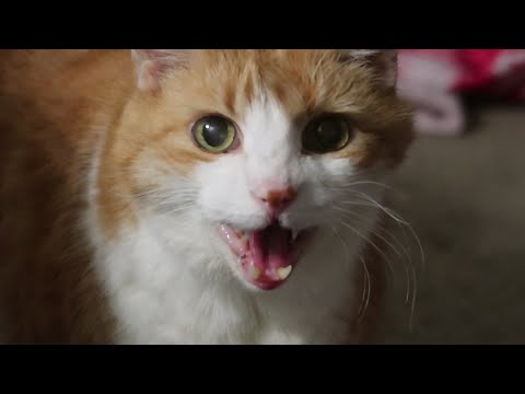 Meowing Cat Tries To Hypnotize Me