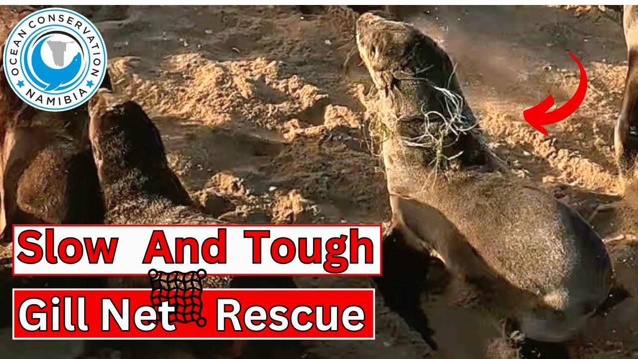 Slow And Difficult Seal Rescue - YouTube