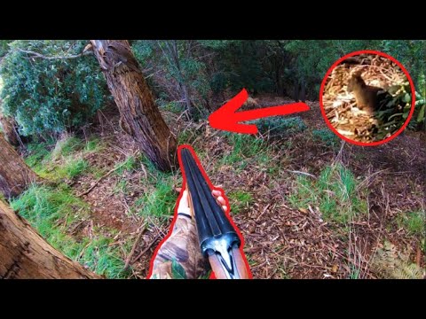 HUNTING WALLABY IN TIGHT BUSH WITH THE DOGS - YouTube
