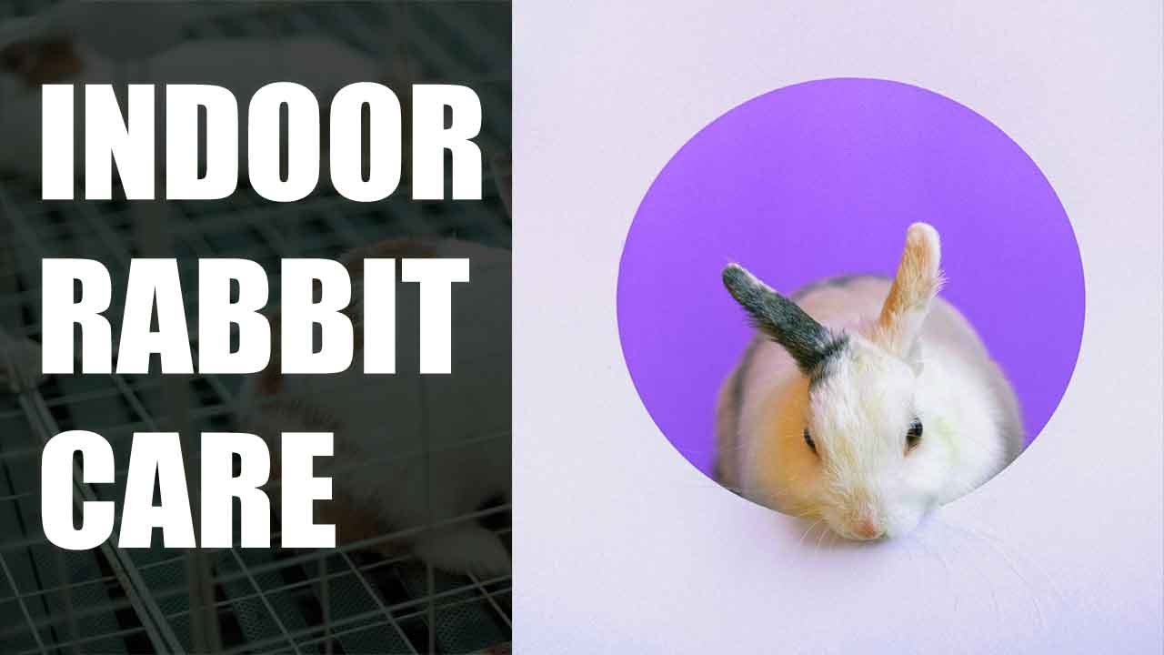 Indoor Rabbit Care | Bunnies | Home Care - YouTube