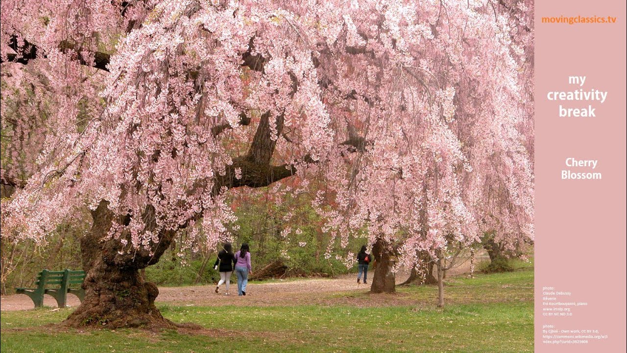 "Cherry Blossom" with music of Claude Debussy - YouTube