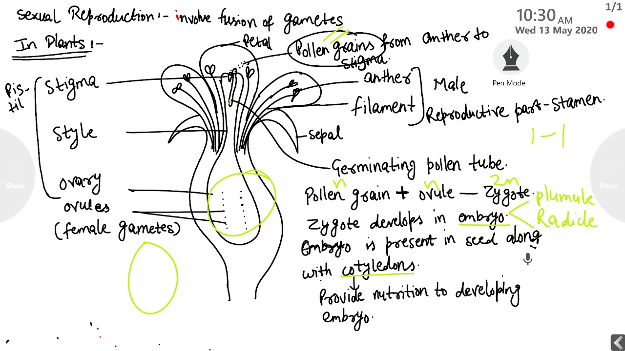 10th class Biology ch8 Reproduction part1#Aryans Model School - YouTube