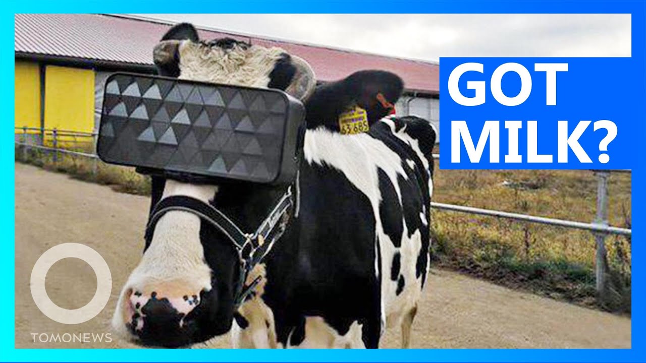 Cows VR goggles could boost milk production - TomoNews - YouTube