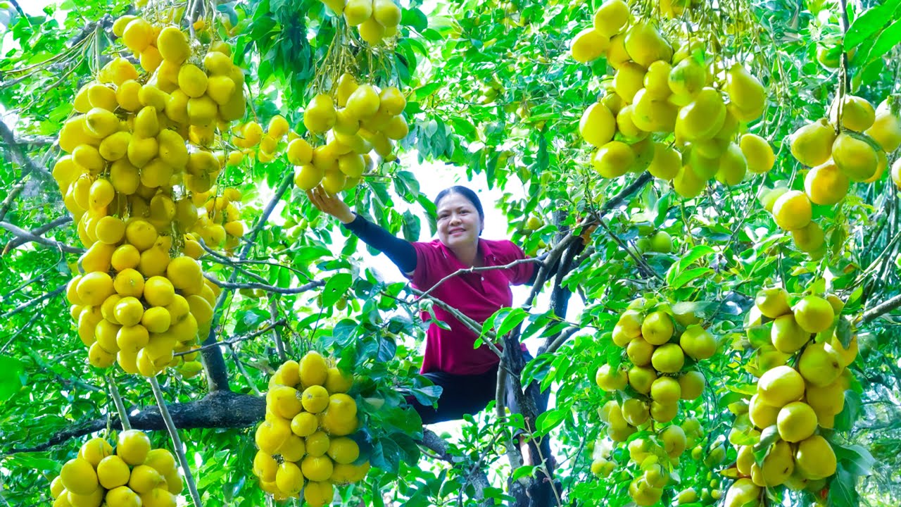 From Farm to Market: Harvesting Strange Solanaceae Fruits and Cooking ...