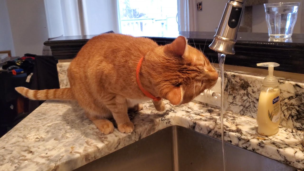 My Cat Discovered the Water Faucet - YouTube