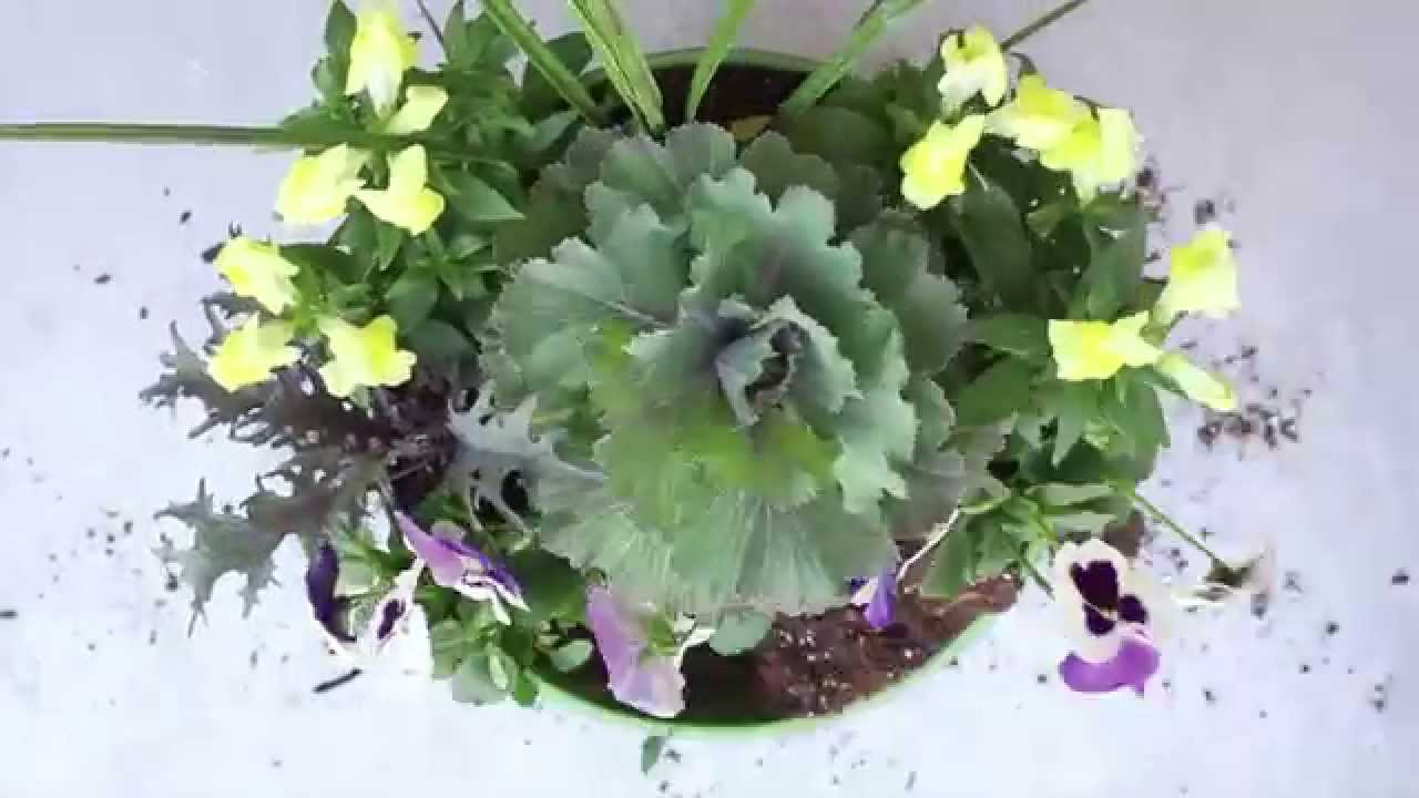 DIY simple fall container garden recipe using snapdragons, pansies ...