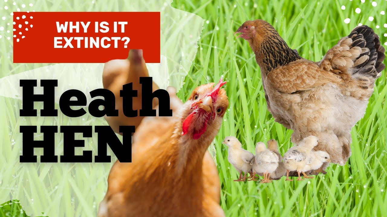 Everything You Need To Know About The Heath Hen: Where They Go?🍗🐔 - YouTube