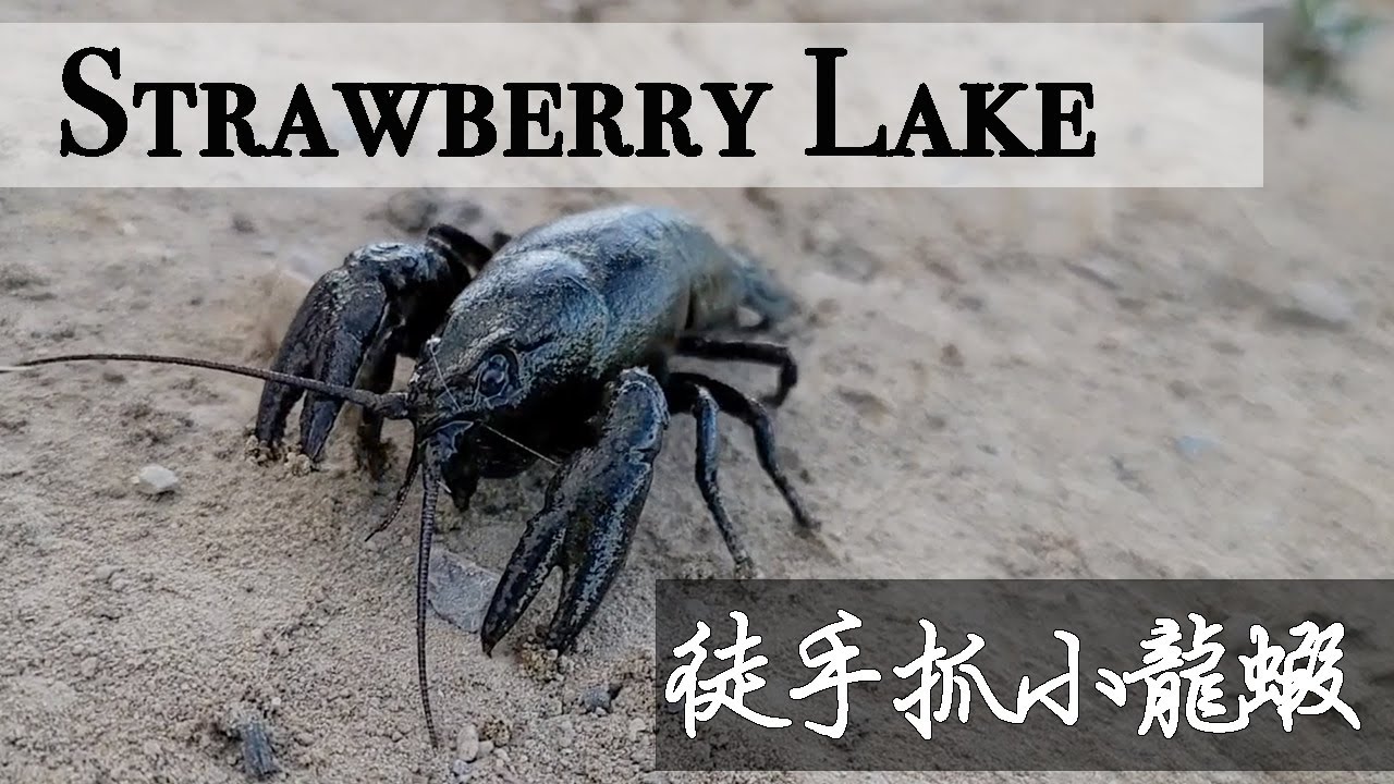 猶他州特色景點草莓湖抓小龍蝦 Strawberry Reservoir Crayfish☆猶他生活 - YouTube