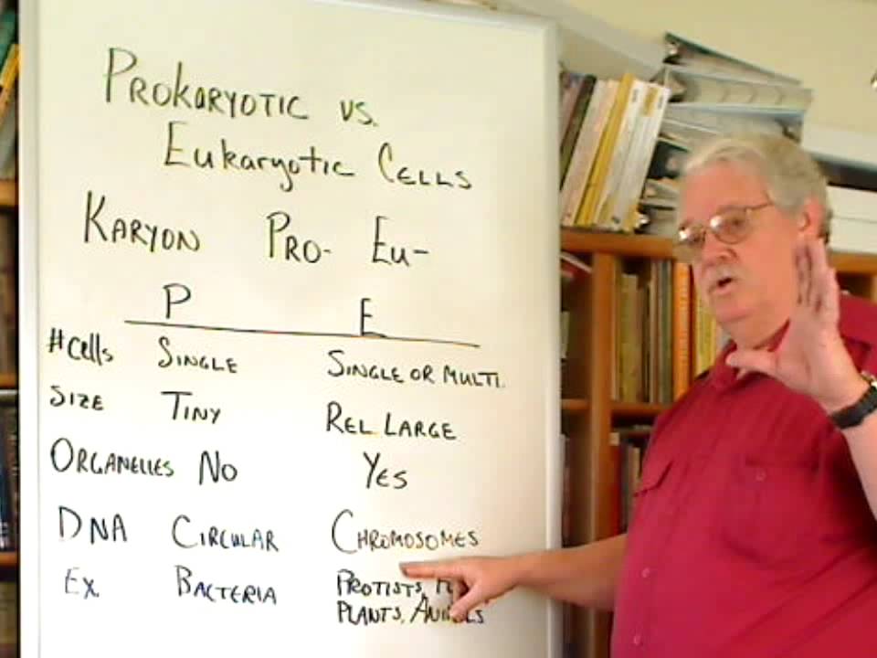 Prokaryotic vs eukaryotic - YouTube
