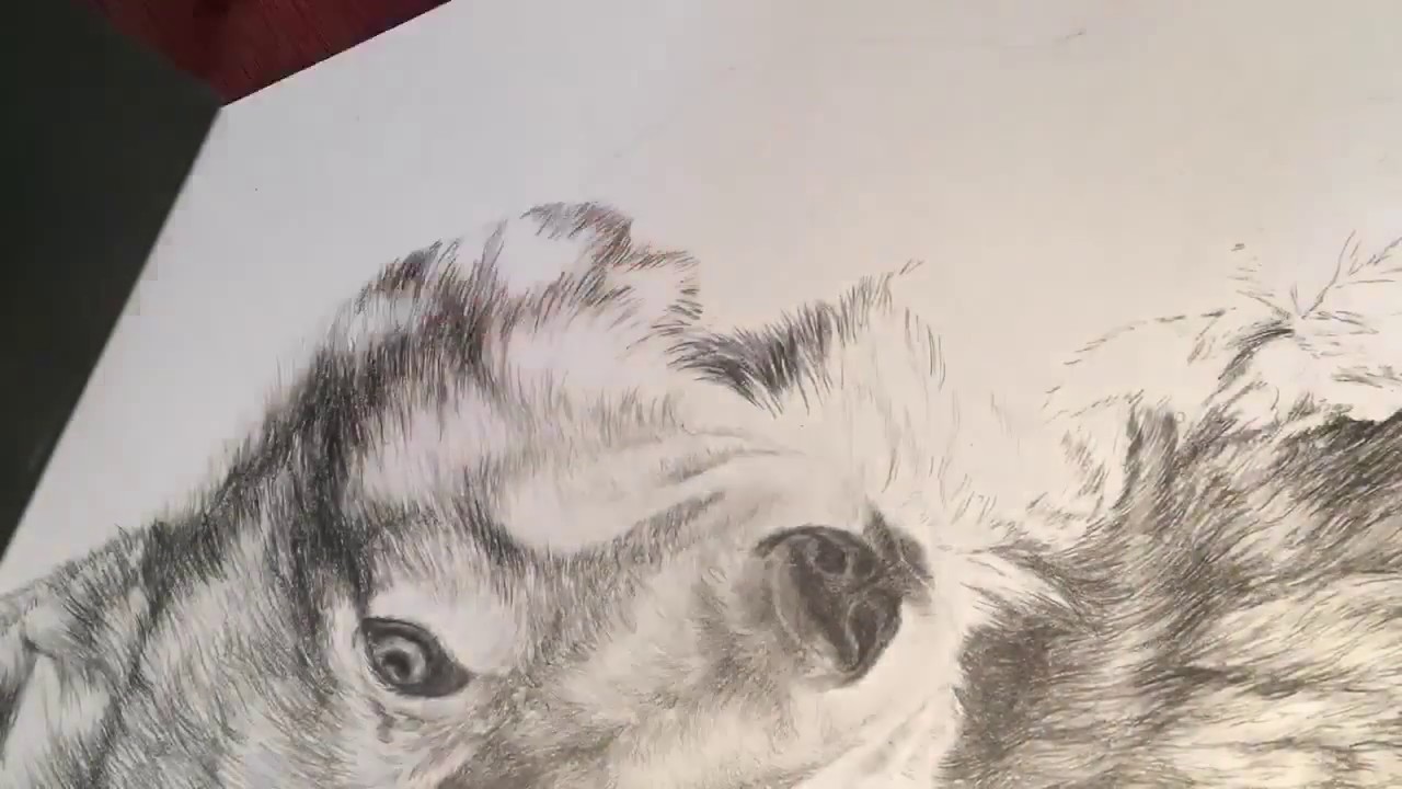Drawing fur on a wolf - YouTube