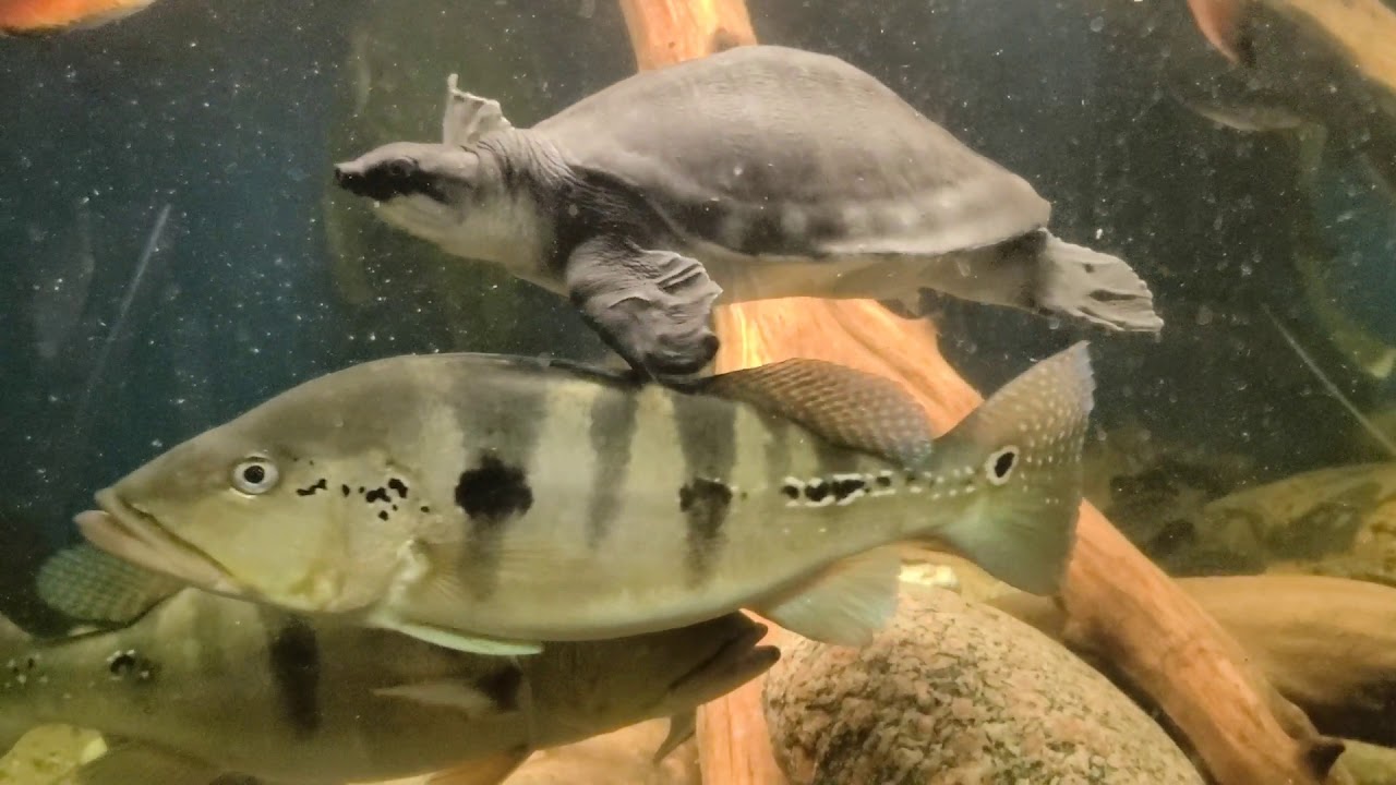 Quick video of the pignose turtle 🐢 during water change. - YouTube