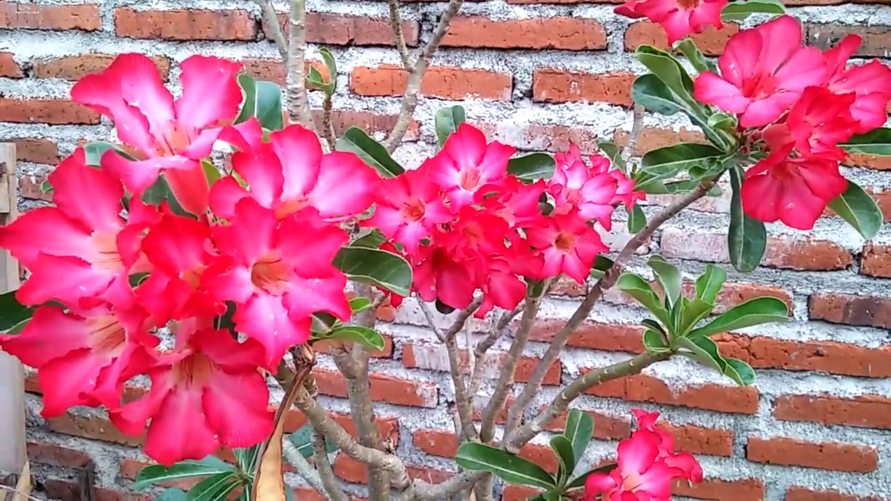 Kamboja merah pecah biji - YouTube