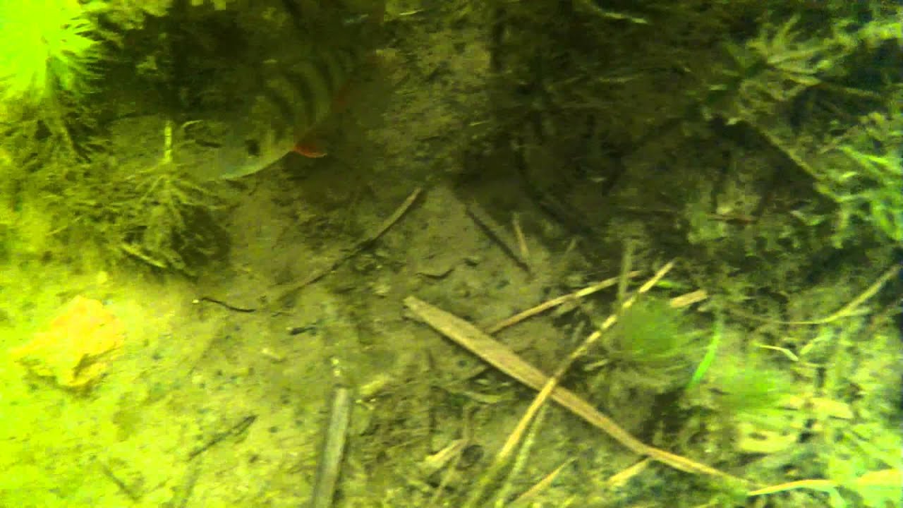 Eserys Gudeliai. - YouTube