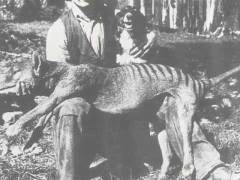 Tasmanian Tiger The Hunter