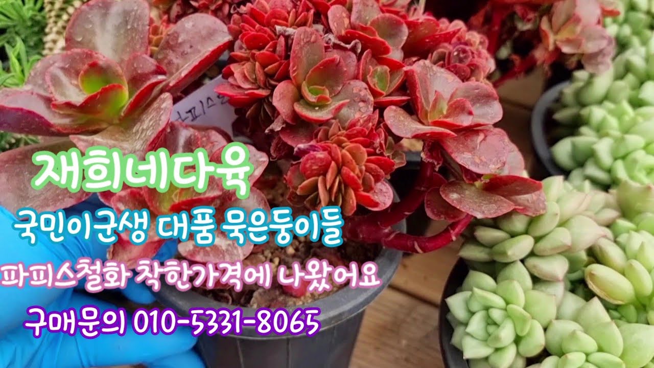 재희네다육국민이군생묵은둥이들저렴하게만나보세요 ♡5만원이상무로배송 레드윙클 썬덴저캔디철화로재토래스덴섬파피스로즈철화아이보리얼음공주엘샤~~ Youtube