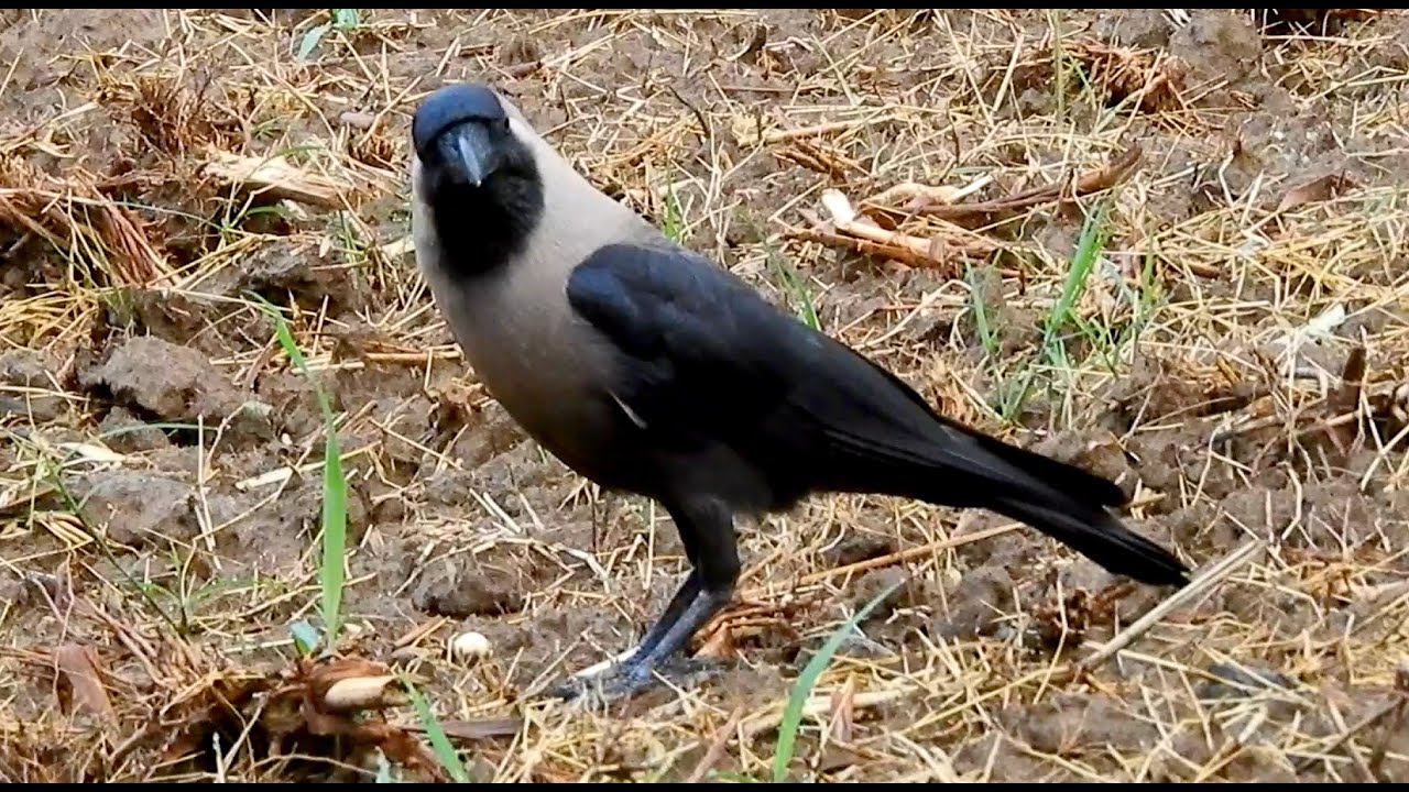 crow birds loudly crowing sounds - crow sound of kaka - kauwa ki awaaz ...