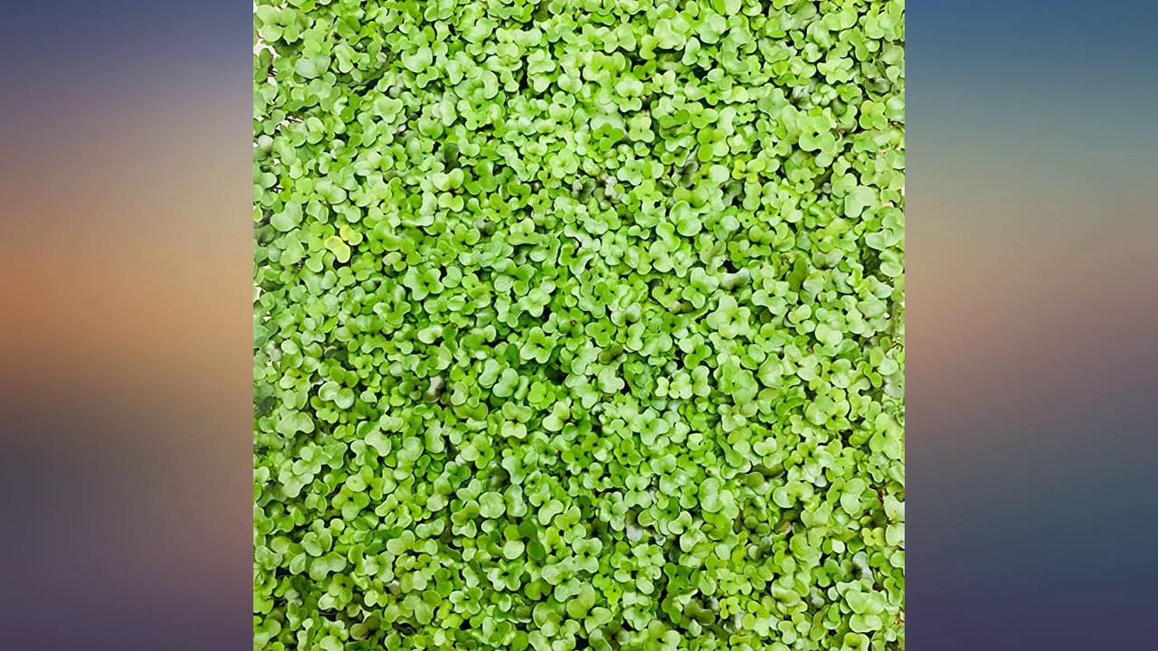 Basic Salad Mix Microgreens Seeds | Non-GMO Micro Green Seed Blend ...