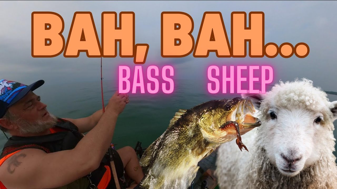 Bah Bah Bass Sheep, Have you any Spool... - YouTube