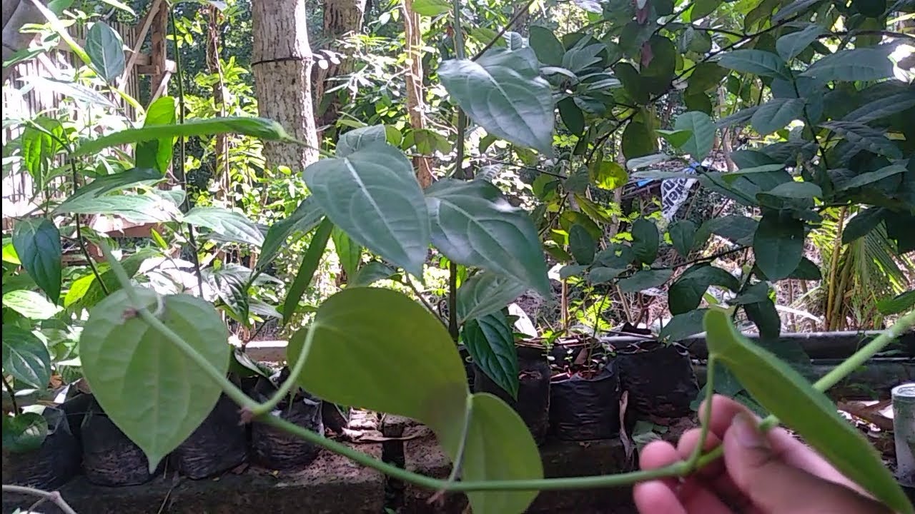 Sambung Pucuk Tanaman Melada Dengan Lada Sahang - YouTube