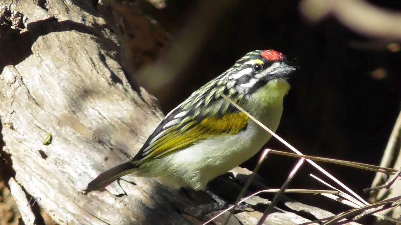 Bird hide - Mkuze Game Reserve - YouTube