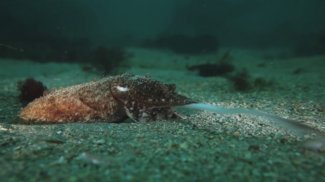 Common cuttlefish hunting at night, UK - YouTube