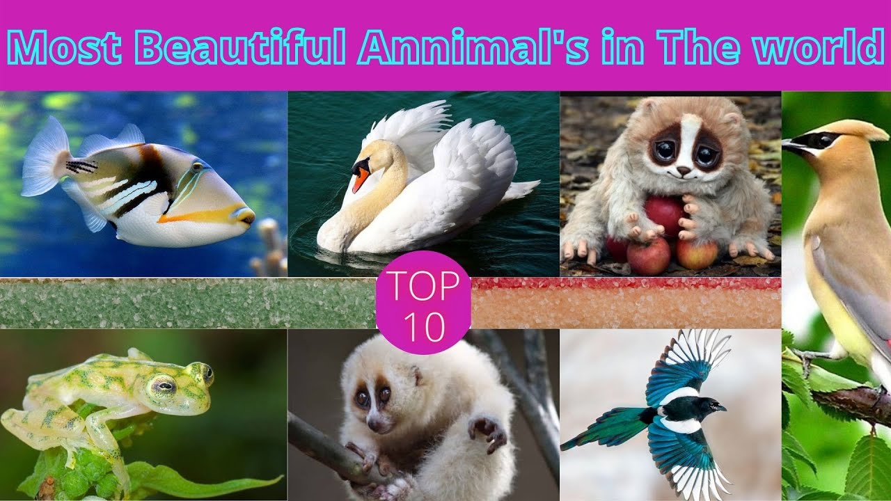Top 10 Unique Animal's in the World - YouTube
