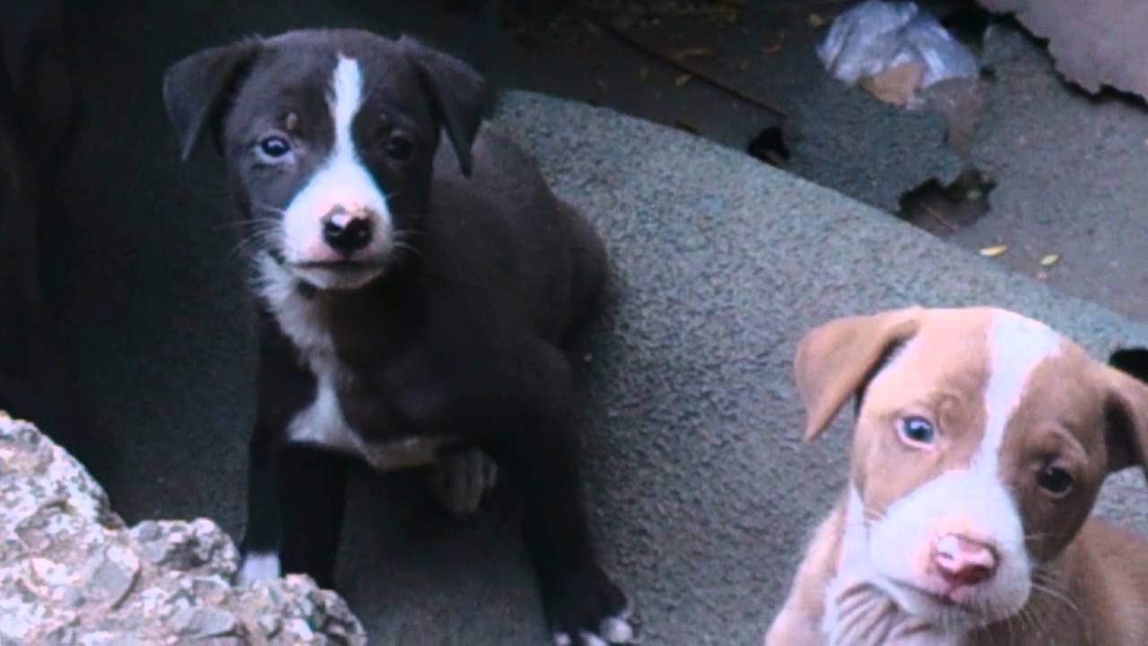 Little Indog puppy barking! (Really cute!) - YouTube