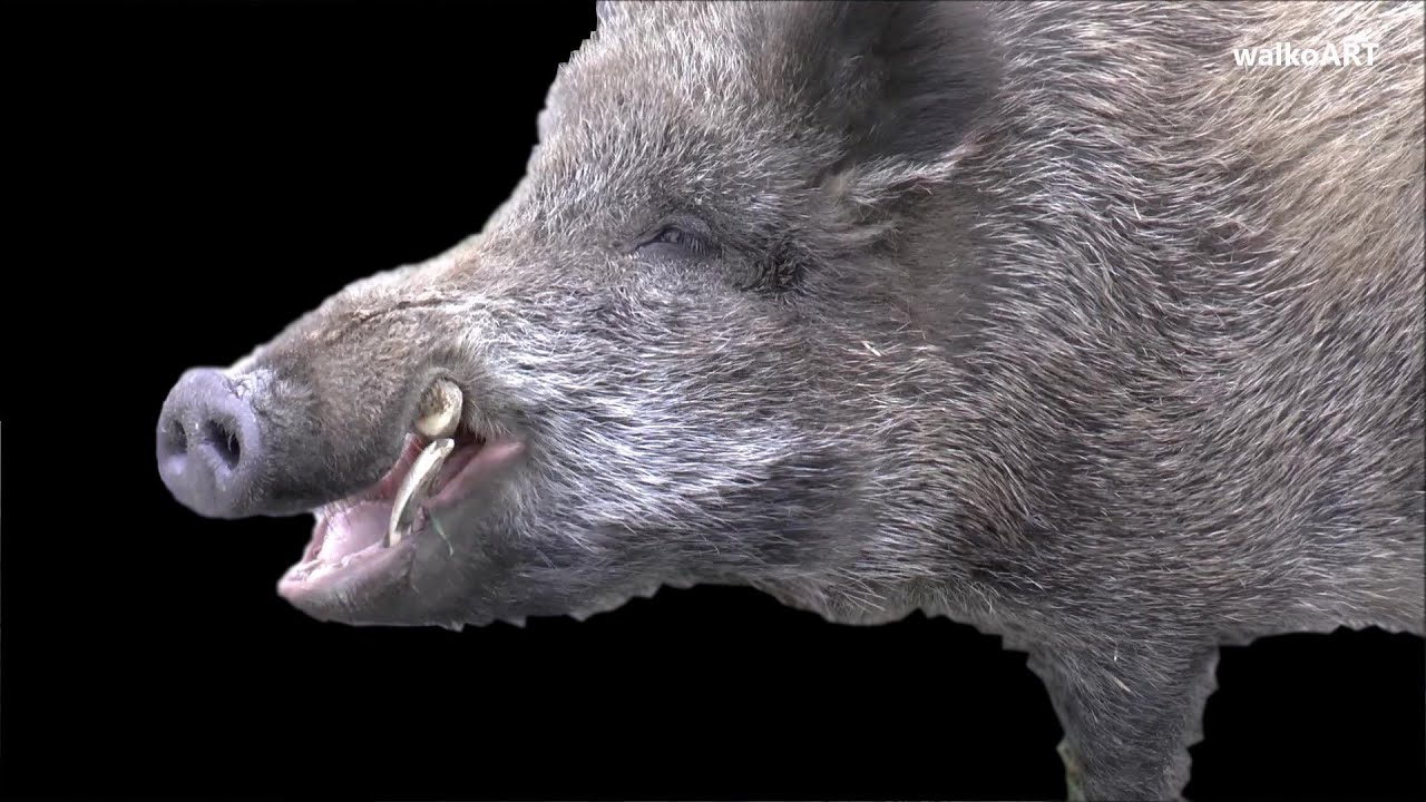 Ein echtes Wildschwein ganz nah dran am gefährlichen Koloss - A real ...