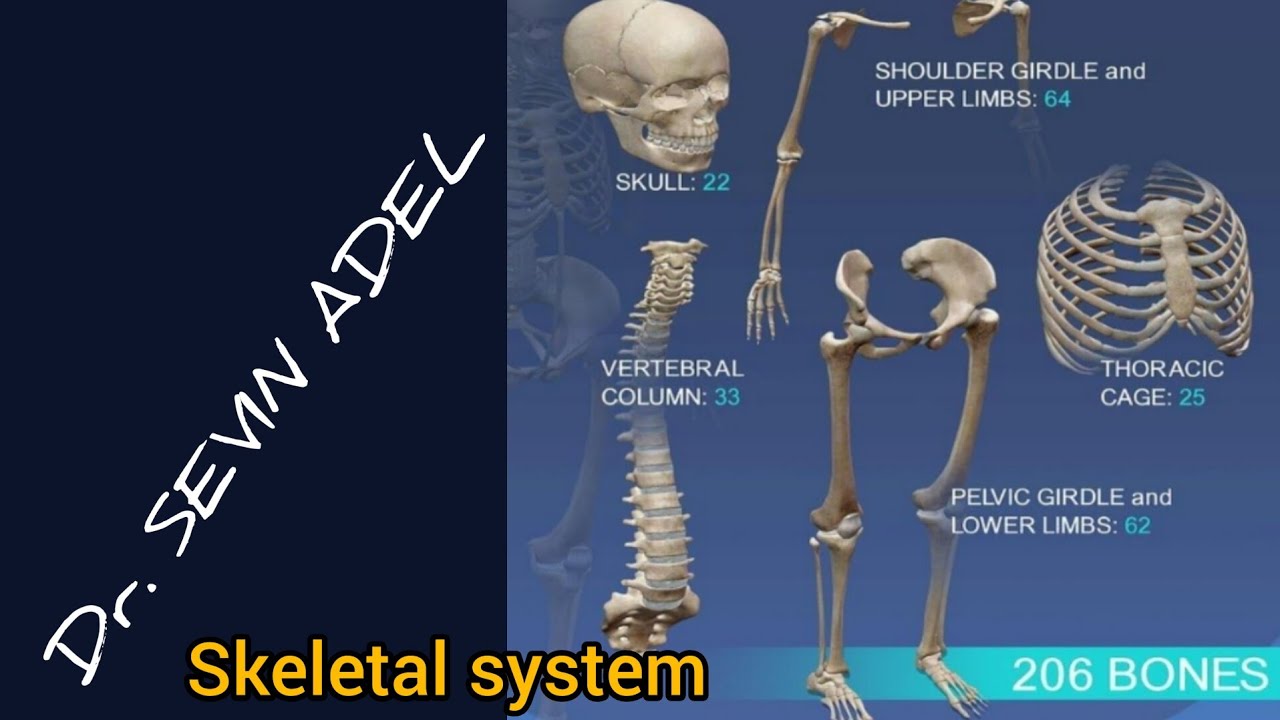 Anatomy lecture 1 skeletal system ( anatomical terms) vertebral column ...