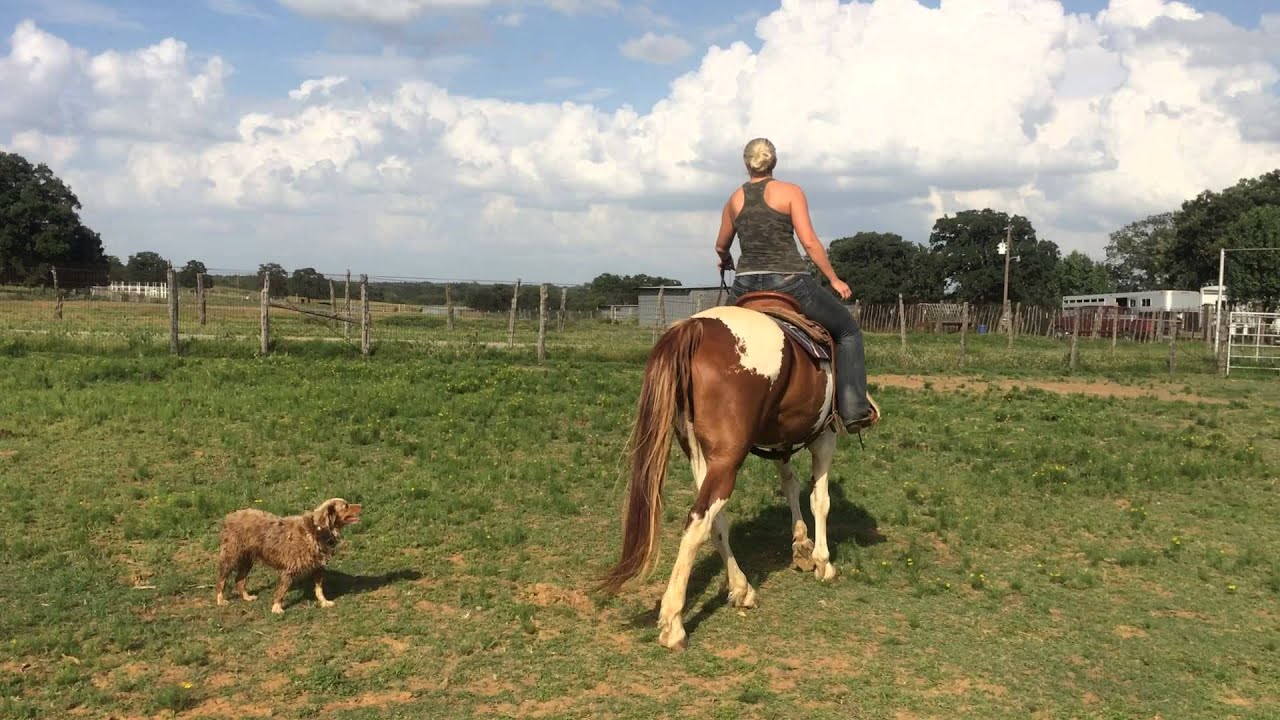 Tank- Paint Percheron Cross 7 - YouTube