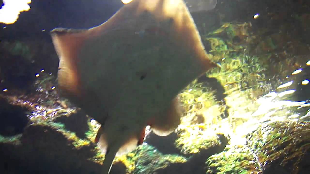 Crete aquarium part 1. Ενυδρείο Κρήτης - YouTube