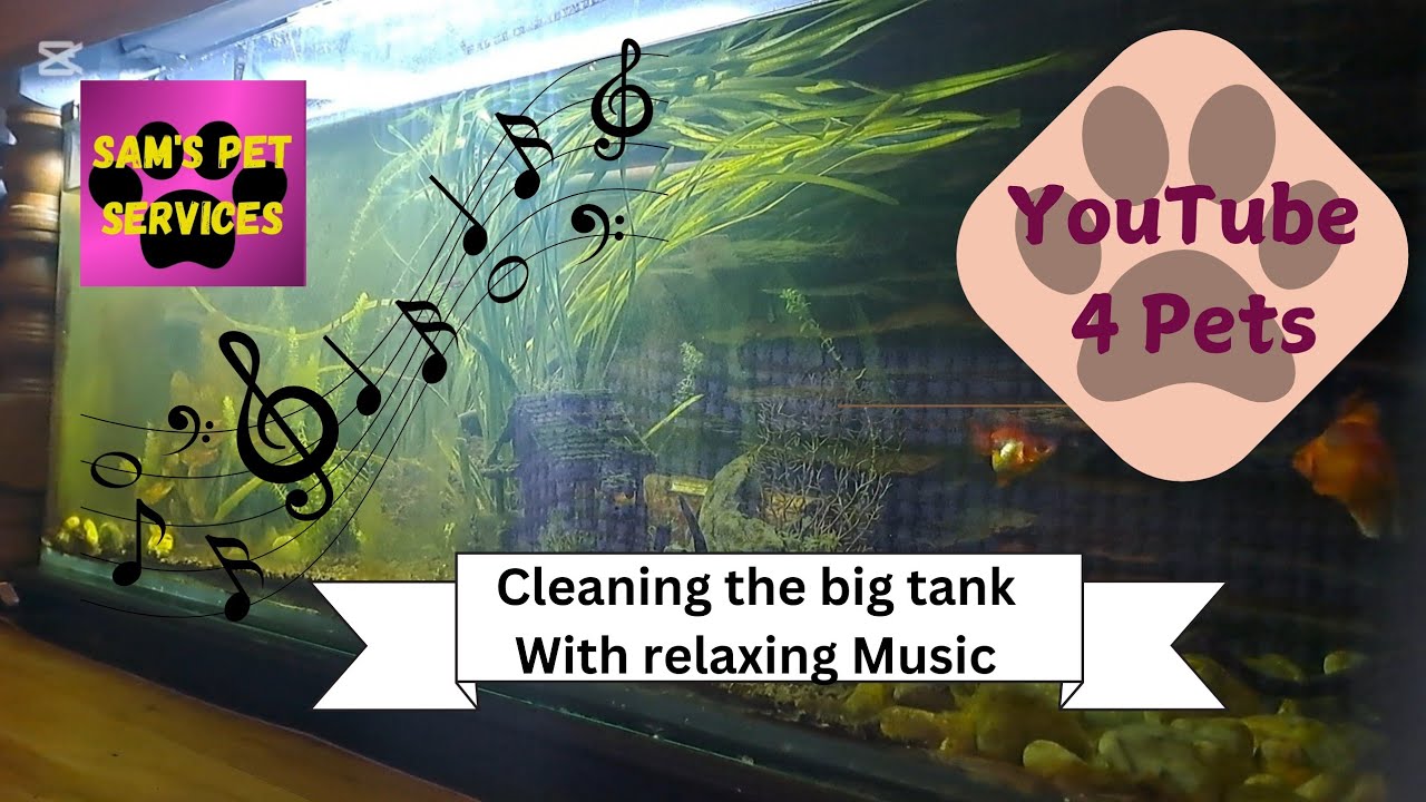 Relax as I clean the big tank. meditation music. Fish tank to bring a ...