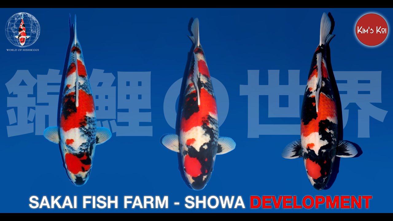 Sakai Fish Farm - Showa Development - YouTube