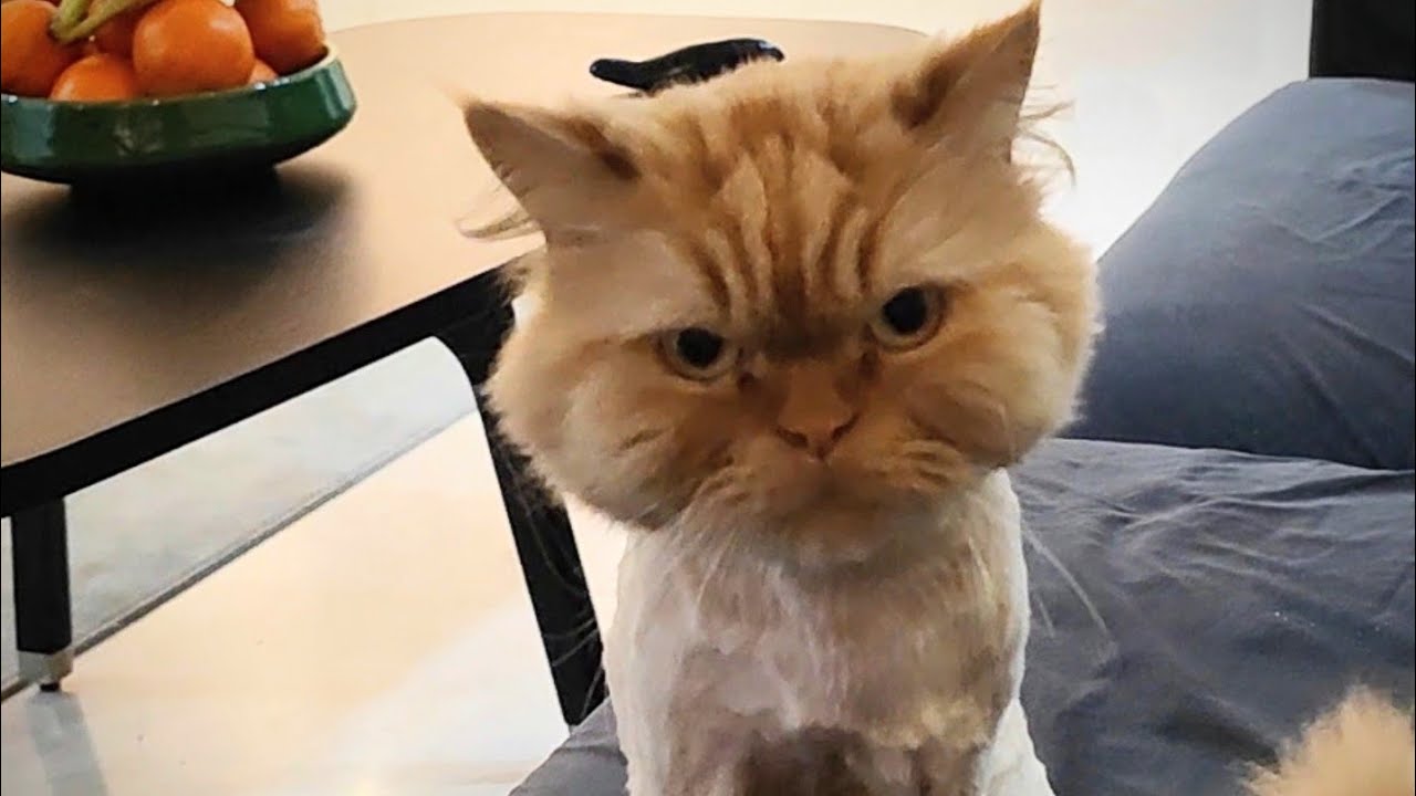 The story of Mamush's decision. - YouTube