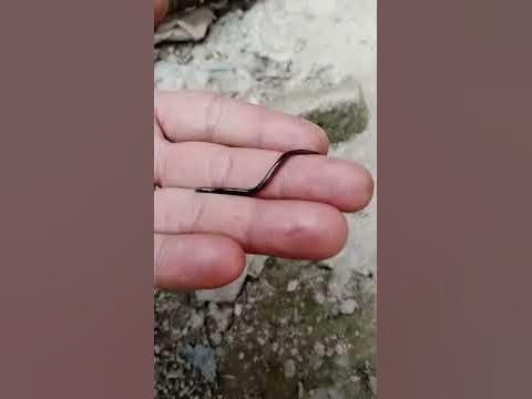 world's smallest snake Barbados threadsnake - YouTube