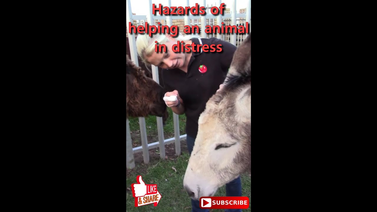Hazards of helping an animal in distress EP 10 #donkeys #vet # ...
