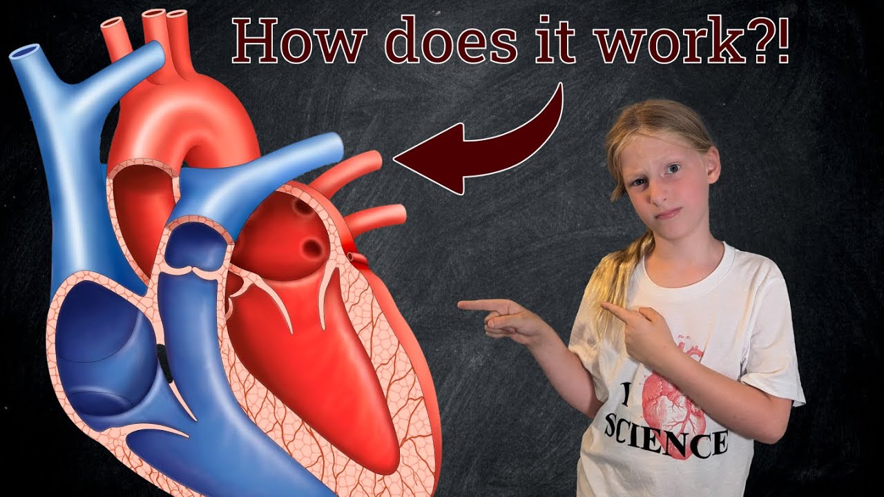 How Does the Heart Pump Blood? - YouTube