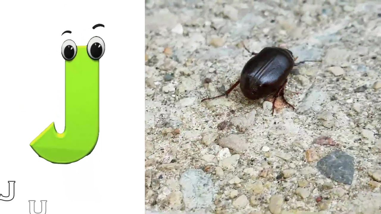 Insects Alphabet Song | Insects ABC Song | Phonics for Kids | Baby ...
