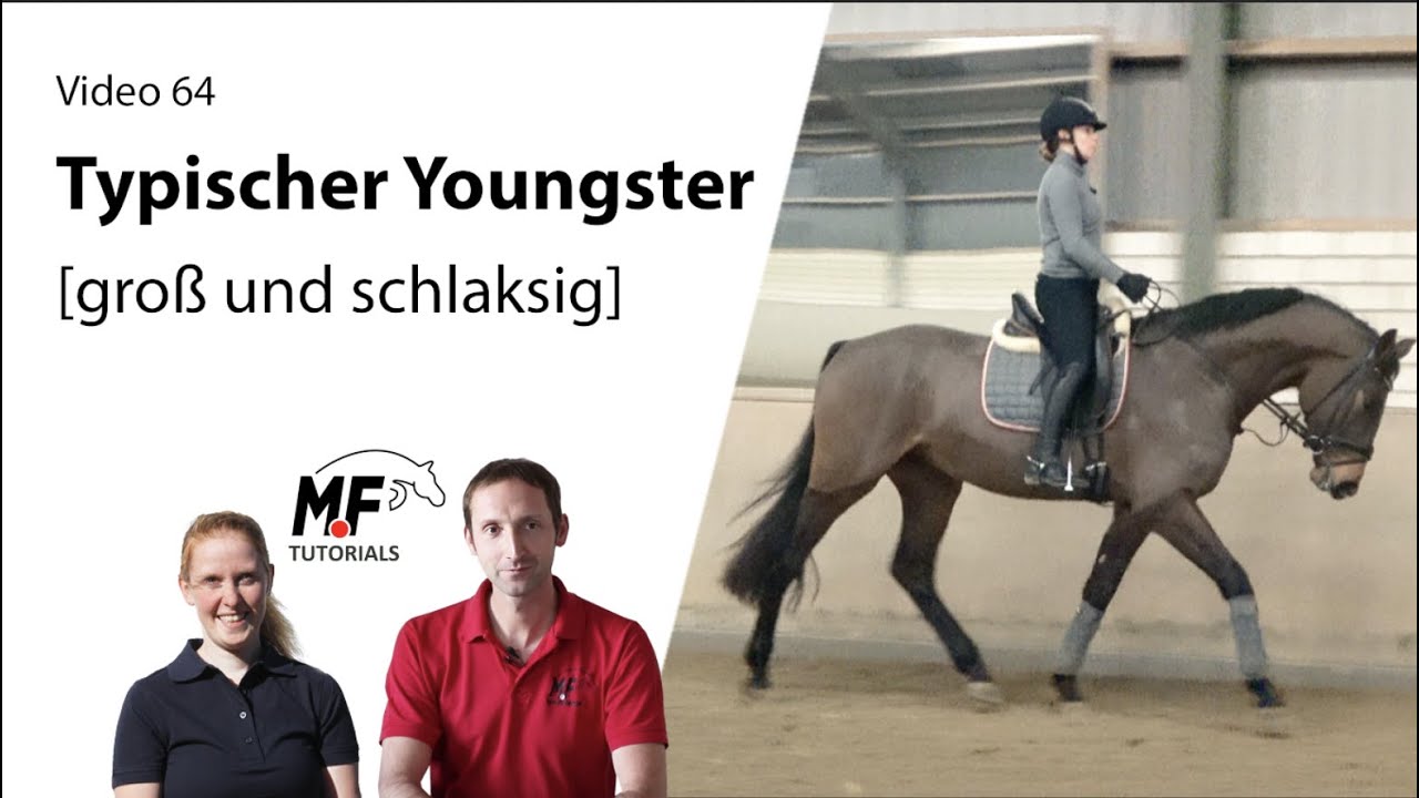 [64] Jungpferdeausbildung | groß, schlaksig, unbeholfen | "Strolchi ...